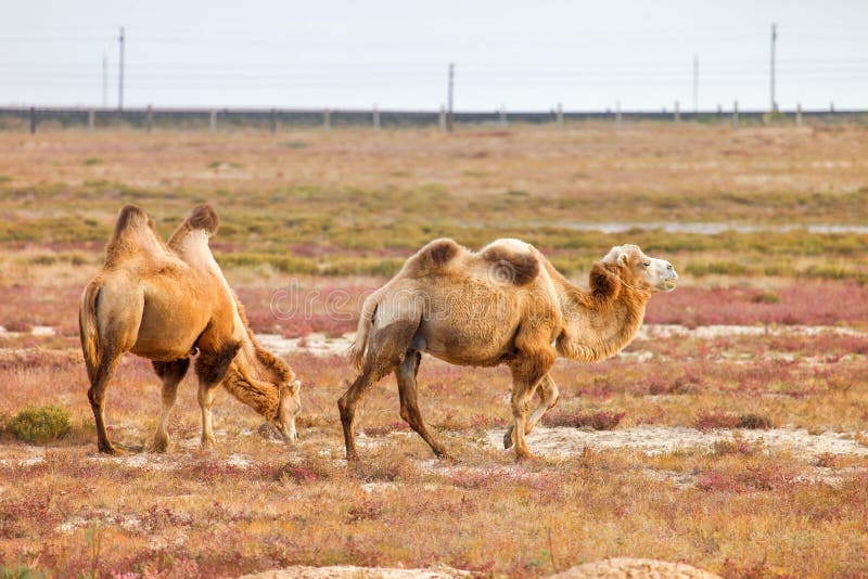 Bactrian camels stock photo. Image of field, farm, asian - 259543360