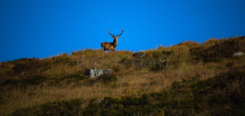 Bactrian Deer Standing on a Grass Mountain Under a Clear Sky Stock ...