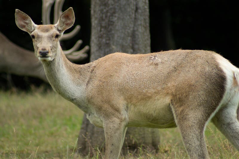 The Bactrian Deer, Cervus Hanglu Bactrianus Stock Photo - Image of ...