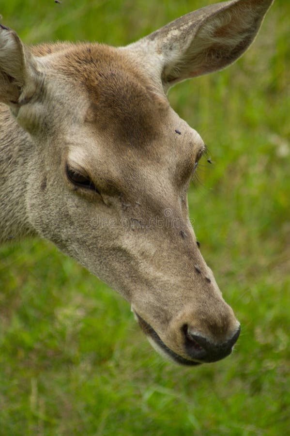 Bactrian deer stock image. Image of bactrian, wildlife - 43028511