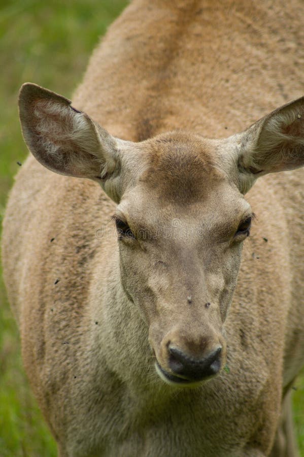 Bactrian deer stock image. Image of horn, meadow, kudu - 43028525