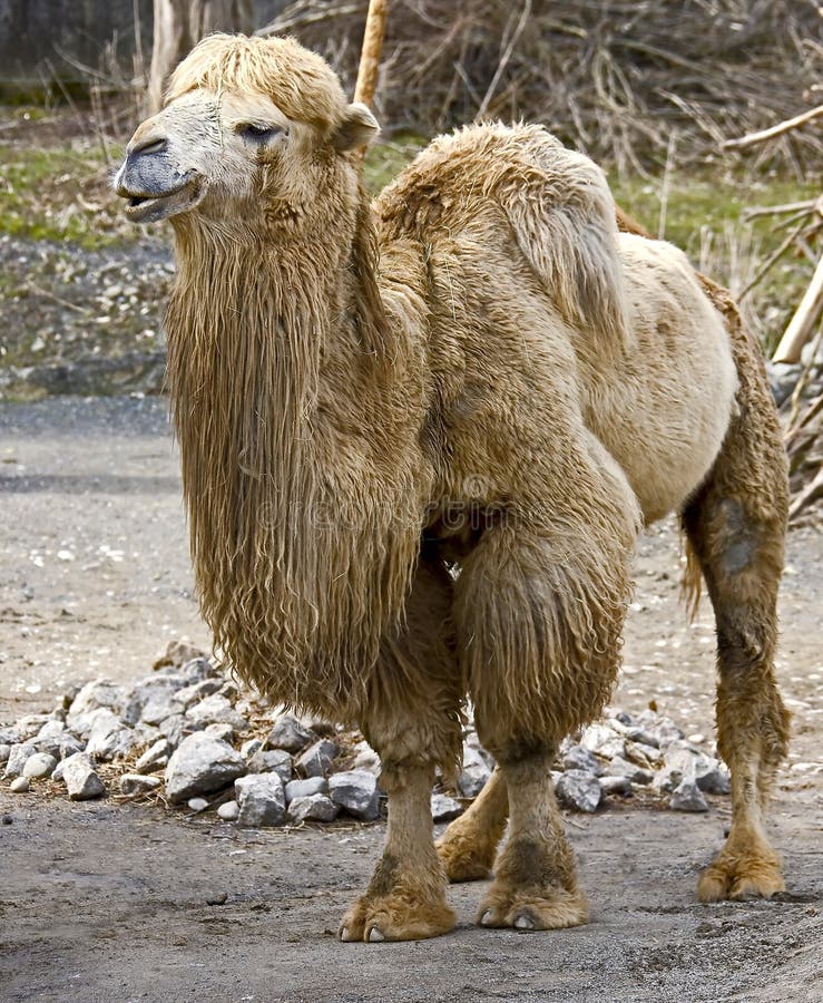 Bactrian Kamel 15 stockbild. Bild von fauna, tier, gemächlich - 13903941