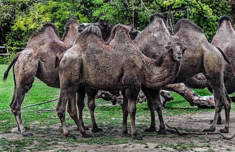 Bactrian Kamele Auf Dem Rasen 1 Stockbild - Bild von ansicht, nave ...