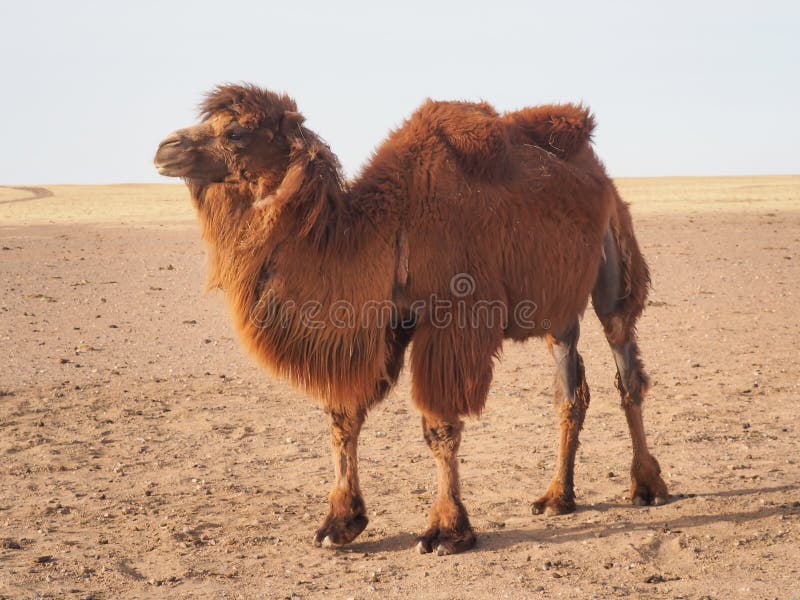 Camel in the Gobi Desert stock image. Image of brown - 27831941