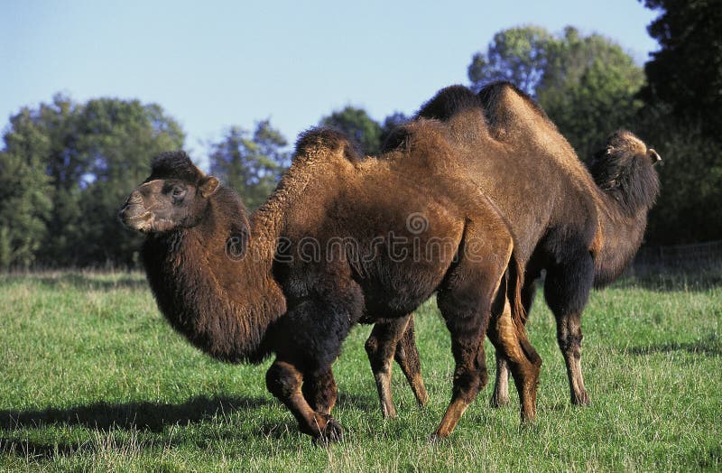 Bactriano Camelus Bactrianus Foto de Stock - Imagem de animais ...