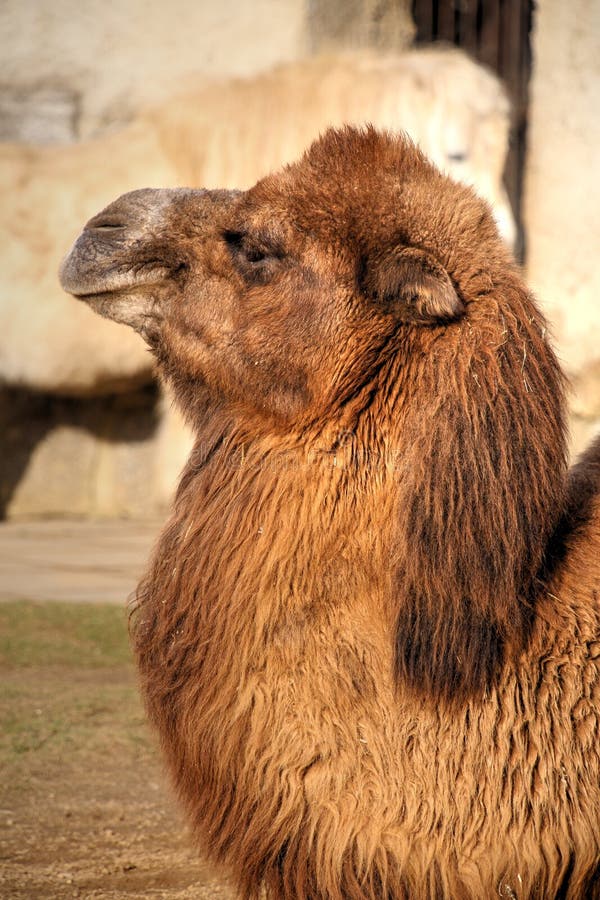 Camelo Bactriano Doméstico (bactrianus Do Camelus) Imagem de Stock ...
