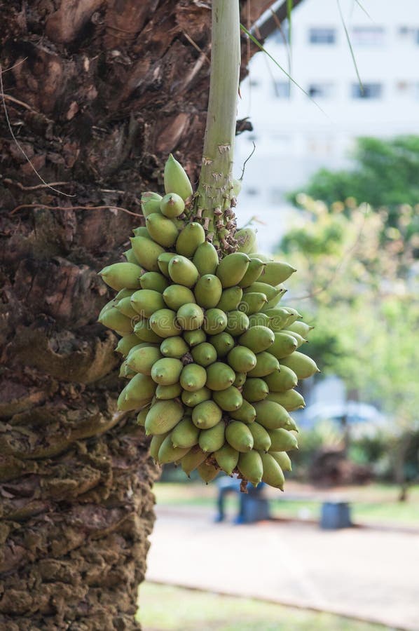 Bacuri Fruit from a Palm Tree in South America Stock Photo - Image of ...