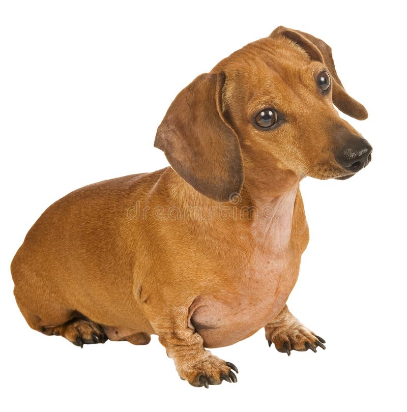 Baczny Mały jamnik obraz stock. Obraz złożonej z biały - 51085627