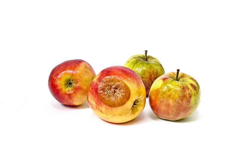 Bad Apple among Edible Apples Stock Image - Image of mold, decayed ...