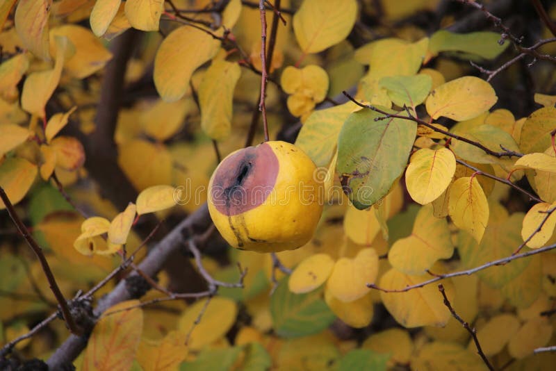Bad apple stock photo. Image of apple, camoflouge, brown - 83570050
