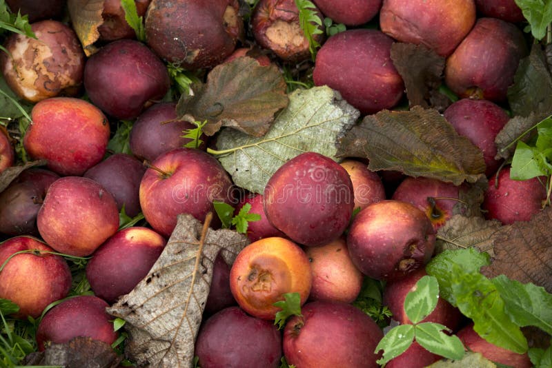 Bad apples stock photo. Image of yellow, multi, nature - 46634040