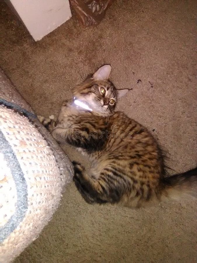 Bad Cat stock photo. Image of kitten, animal - 148141056