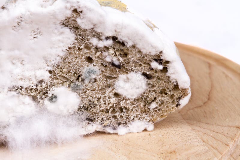 Bad bread stock image. Image of mold, green, mouldy, mould - 32283525