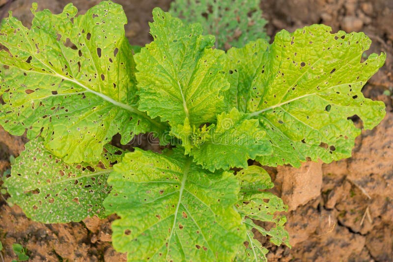 Bad Cabbage Leaves Due To Bad Farming, Worm, Weather.. Stock Photo ...