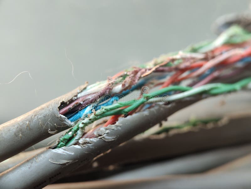 Bad cable bitten by rat stock image. Image of raat, bitten - 221810717