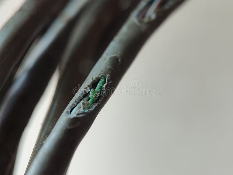 Bad cable bitten by rat stock photo. Image of black - 221810748