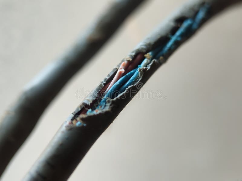 Bad cable bitten by rat stock photo. Image of finger - 221810750