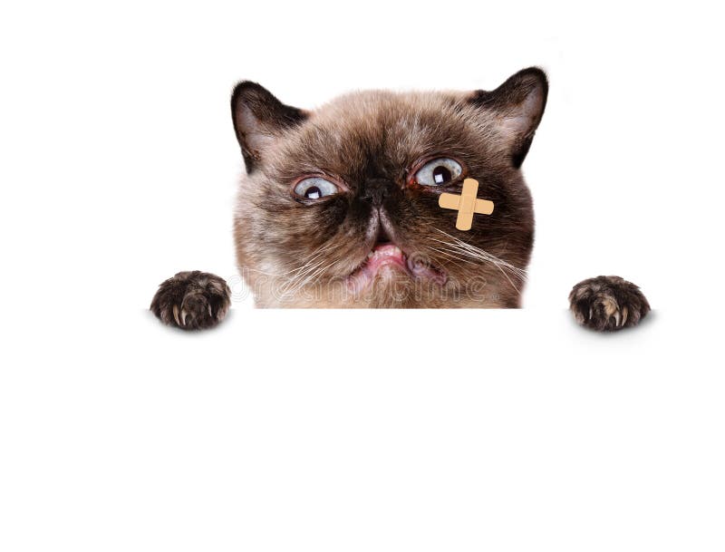 Bad cat. stock photo. Image of furry, felony, convict - 53161444