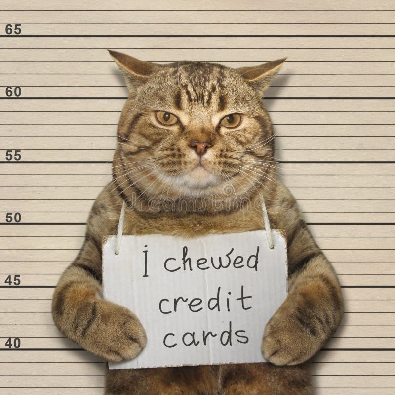 Big Cat Credit Card Stock Photos - Free & Royalty-Free Stock Photos ...