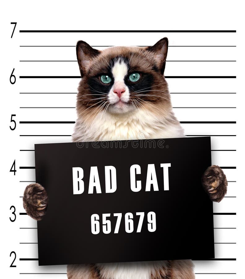 Bad cat. stock photo. Image of creative, cardboard, banner - 54534418