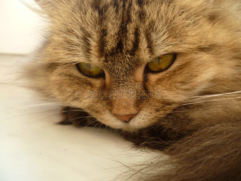 Bad cat stock image. Image of eyes, sinister, downy, moustache - 77868101