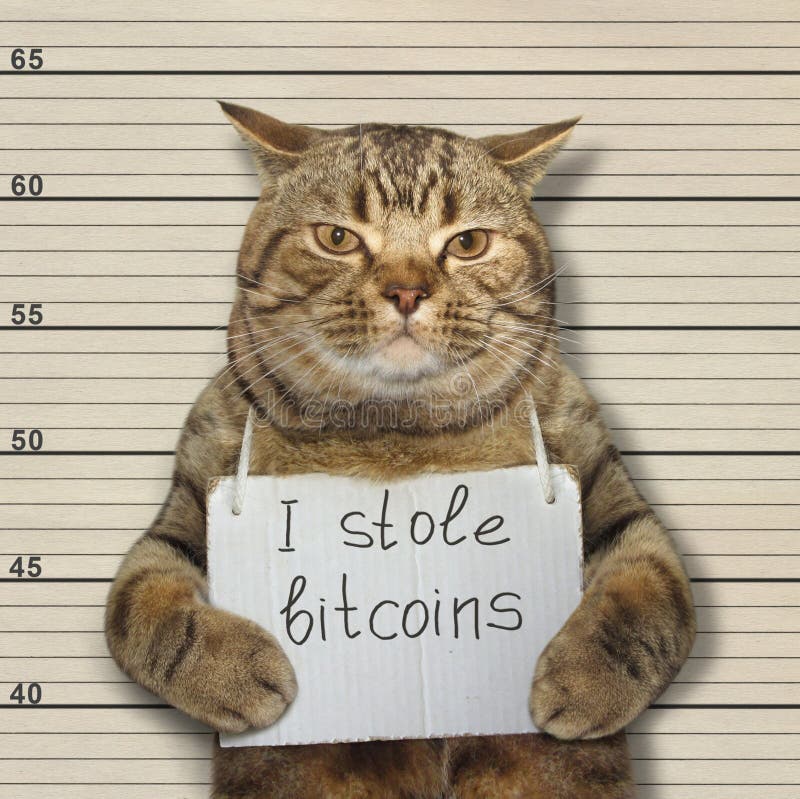 Bad cat stole bitcoins stock image. Image of money, coin - 122225013