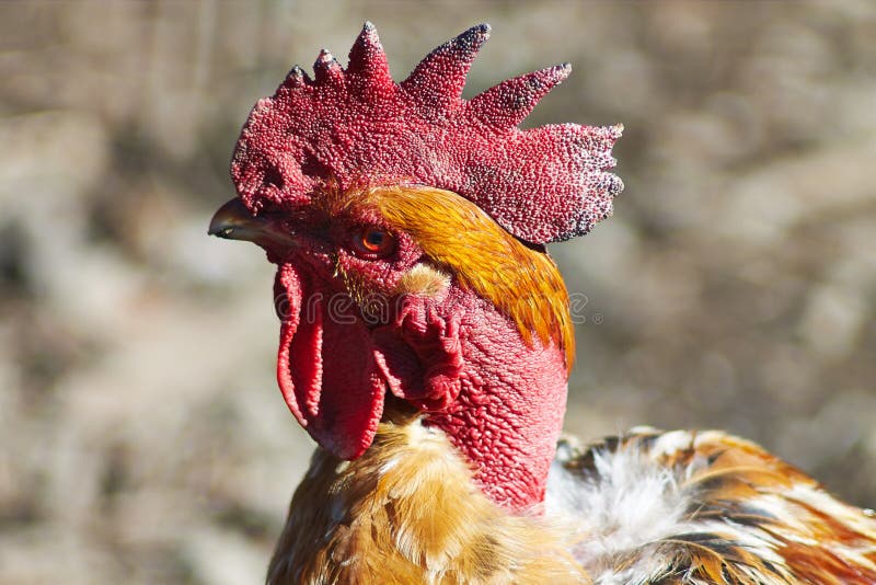 Bad rooster stock photo. Image of homestead, chicken - 51382026