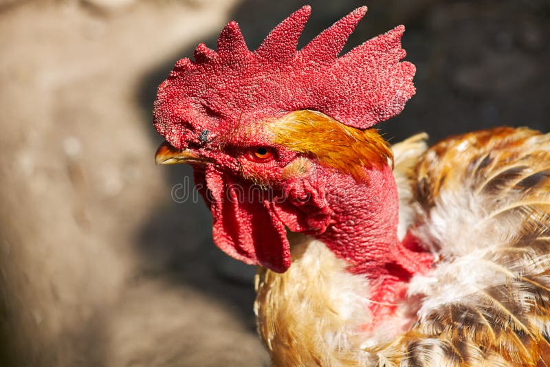 Bad Rooster Stock Photos - Free & Royalty-Free Stock Photos from Dreamstime
