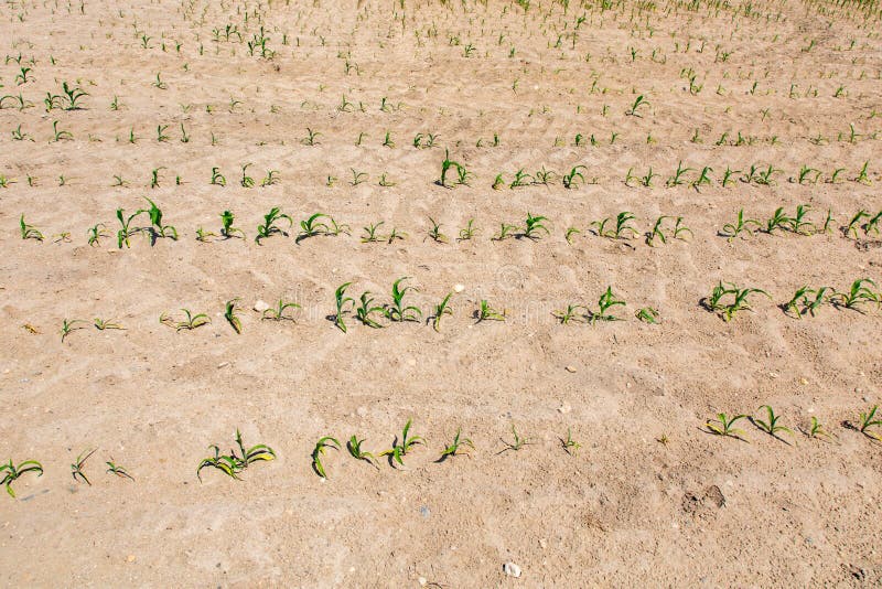 Bad Corn stock image. Image of crop, farm, fall, vegetables - 34557569