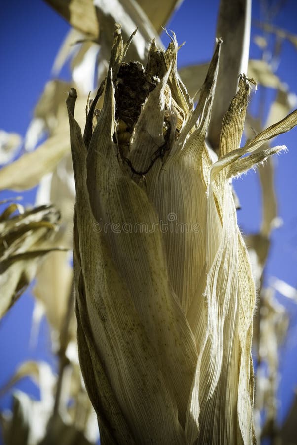 Bad Corn stock image. Image of genetically, harvest, autumn - 12482017