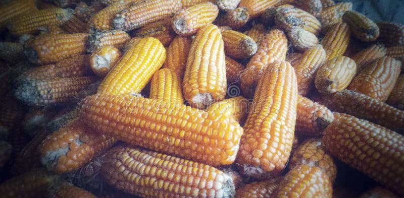 The bad corn stock image. Image of yellow, food, corn - 205705683