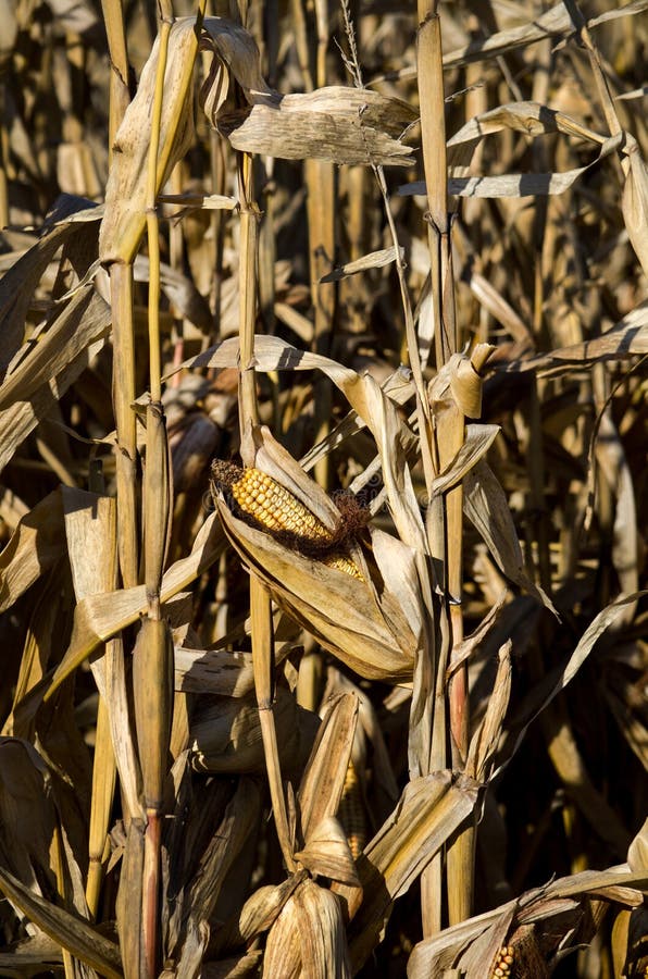 Bad corn, dry year stock image. Image of agriculture - 28003621
