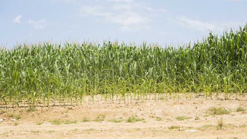 Bad corn growing stock image. Image of head, farming - 59877397