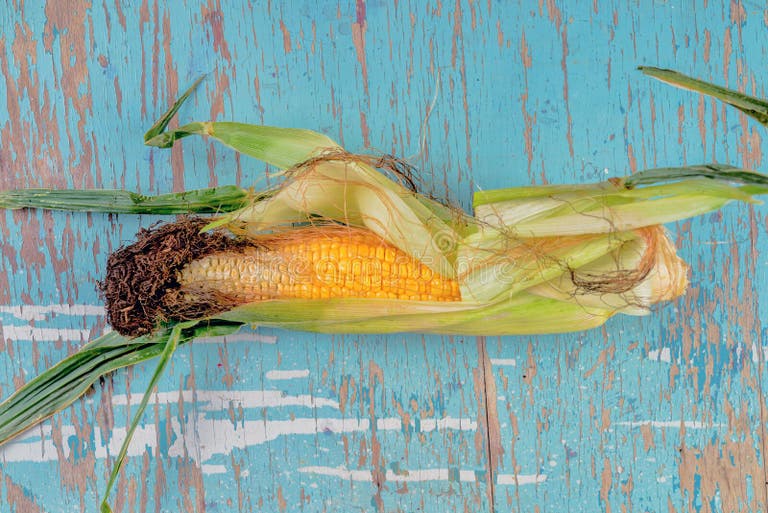 Bad corn stock image. Image of agricultural, rustic, hybrid - 58203921