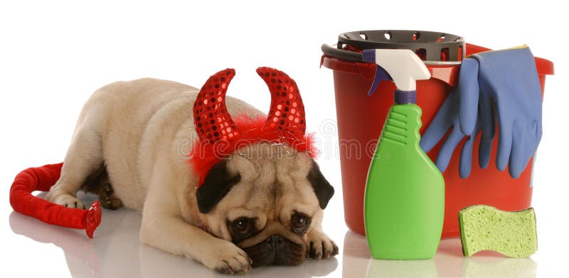 Bad dog stock photo. Image of attitude, bucket, canine - 11240908