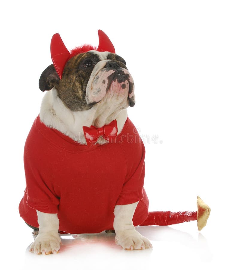 Bad dog looking up stock image. Image of begging, gesture - 31584081