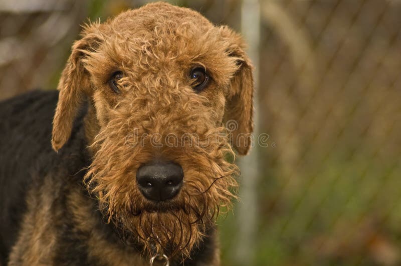 Bad dog stock photo. Image of nose, gazing, regal, eyes - 7332306