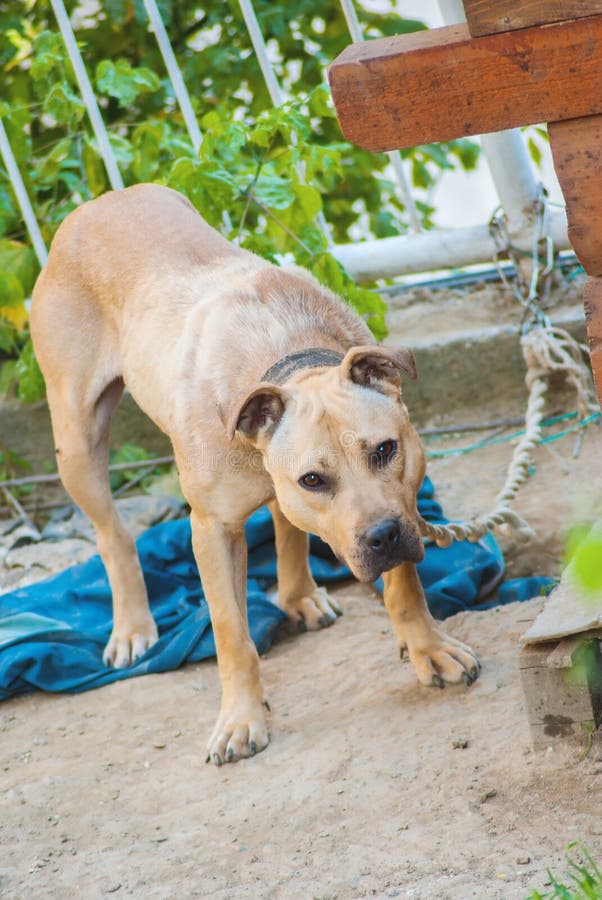 Bad dog chained stock image. Image of outdoors, pets - 93761823
