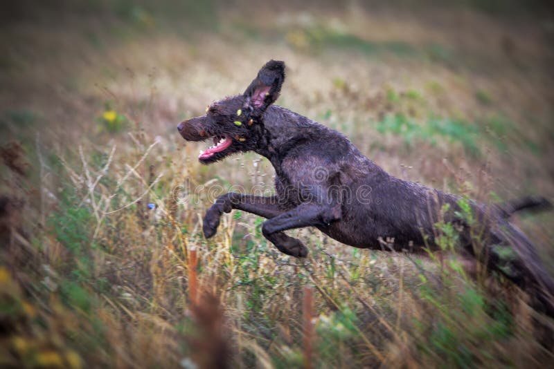 Bad dog hunting stock image. Image of shoot, hunter, autumn - 27350763