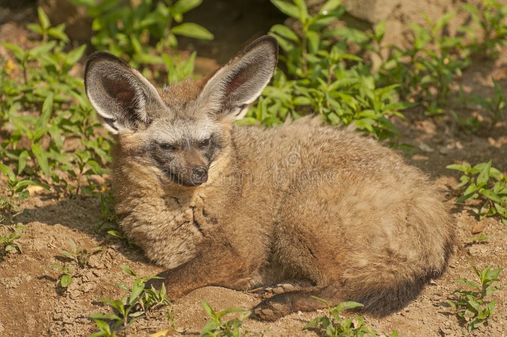 Bad-eared fox stock image. Image of furry, nature, tail - 38263385