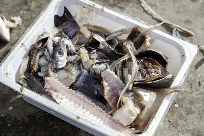 Bad fish and bones stock image. Image of bone, health - 242193875