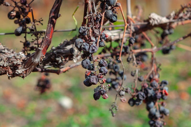 Bad harvest of grape stock photo. Image of hanging, bordeaux - 248494856