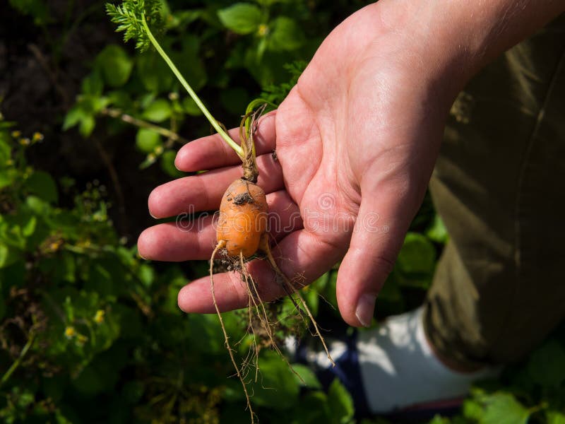 226 Bad Carrots Stock Photos - Free & Royalty-Free Stock Photos from ...