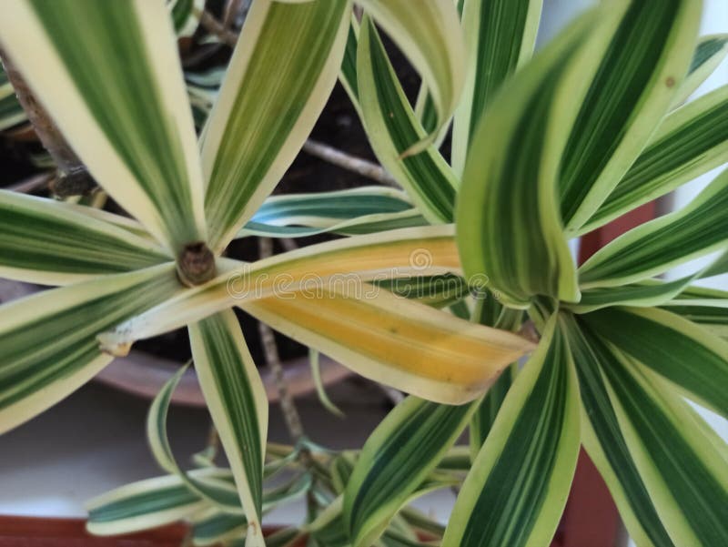 Bad Leaves Condition of Plants in the Office Stock Image - Image of ...