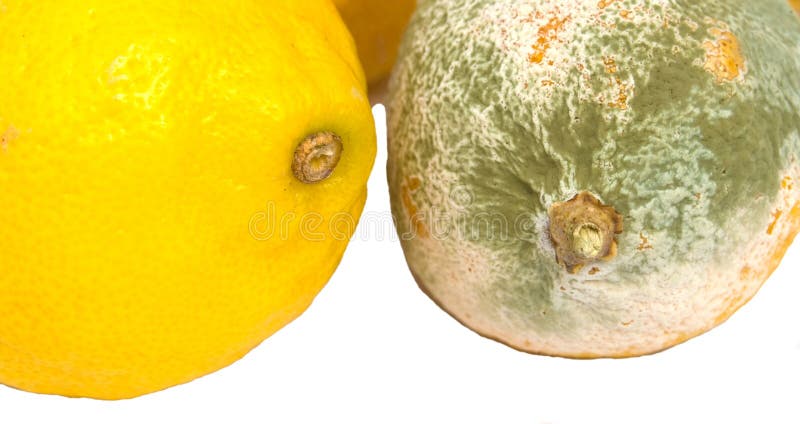 Bad Lemons stock photo. Image of yellow, disease, mycelium - 5260048