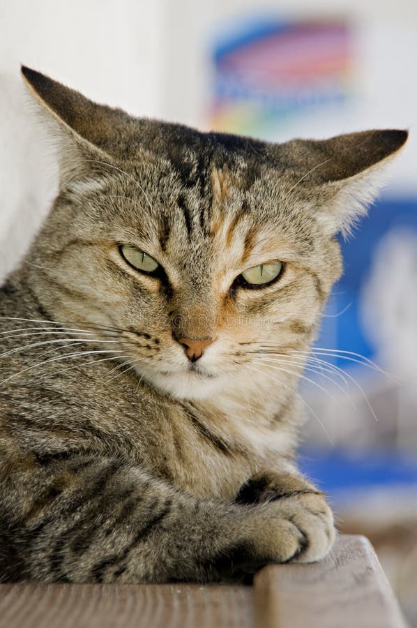 A bad look stock image. Image of colors, feline, hair - 10298619