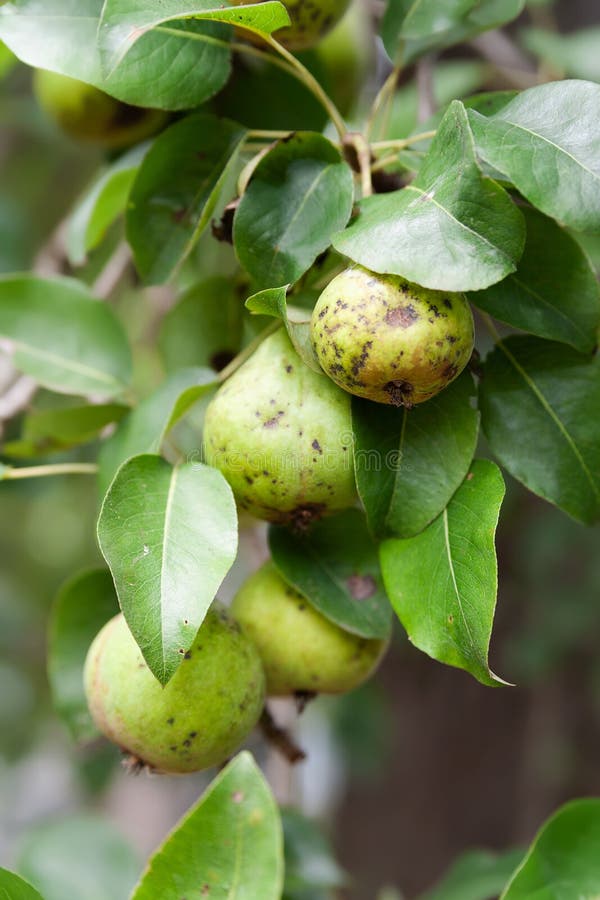 Close-up of Diseased Needles Austrian Pine Pinus â€˜Nigraâ€™ or Black ...