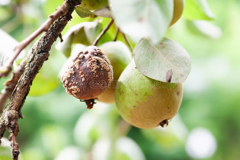 Close-up of Diseased Needles Austrian Pine Pinus â€˜Nigraâ€™ or Black ...