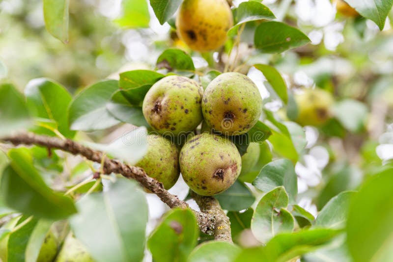 Close-up of Diseased Needles Austrian Pine Pinus â€˜Nigraâ€™ or Black ...