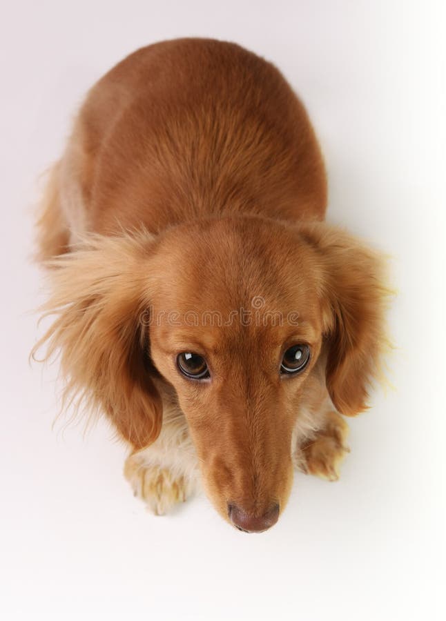 Bad puppy stock image. Image of wiener, puppy, cute, fearful - 8541943